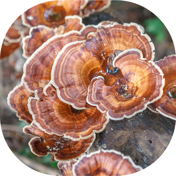 The mushroom extraction process | cure mushrooms