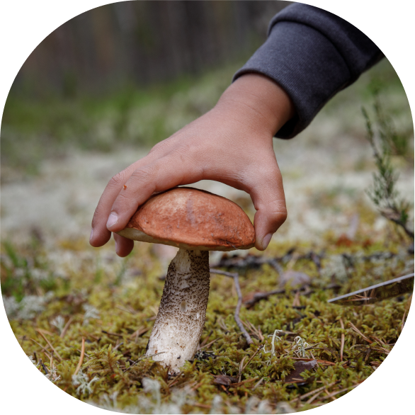 The mushroom extraction process | cure mushrooms